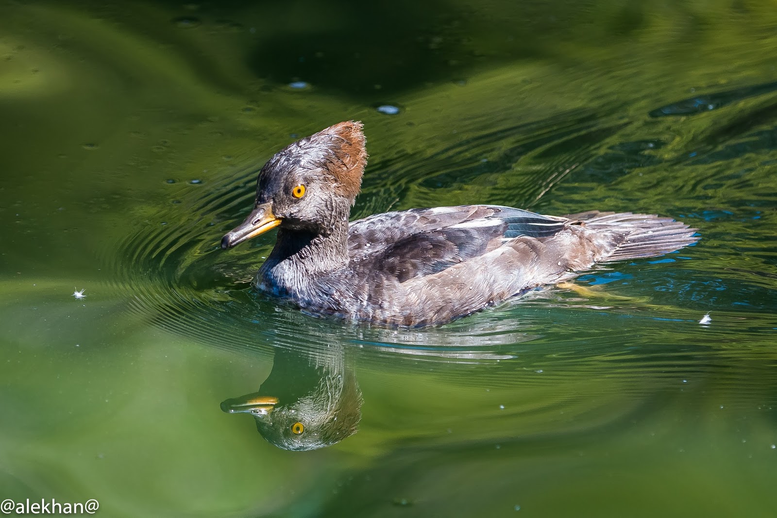 Pájaros, Pajarracos: Pato de cresta (US)