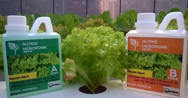 Cara Mengaplikasikan Nutrisi Hidroponik AB Mix - PARI GOGO