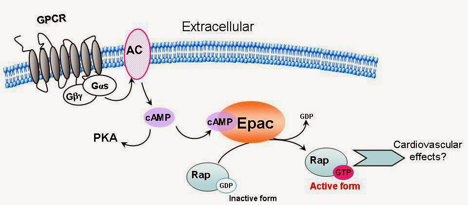 Actualités Scientifiques - Médicales: Protéine EPAC, sensibilité à l ...