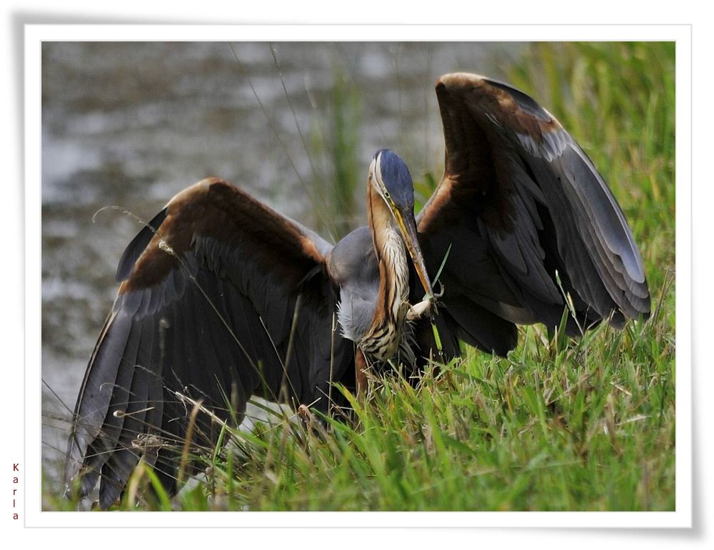 NATUURLIJK NEDERLAND: PURPER REIGER, POLDERS NEXT TOPMODEL