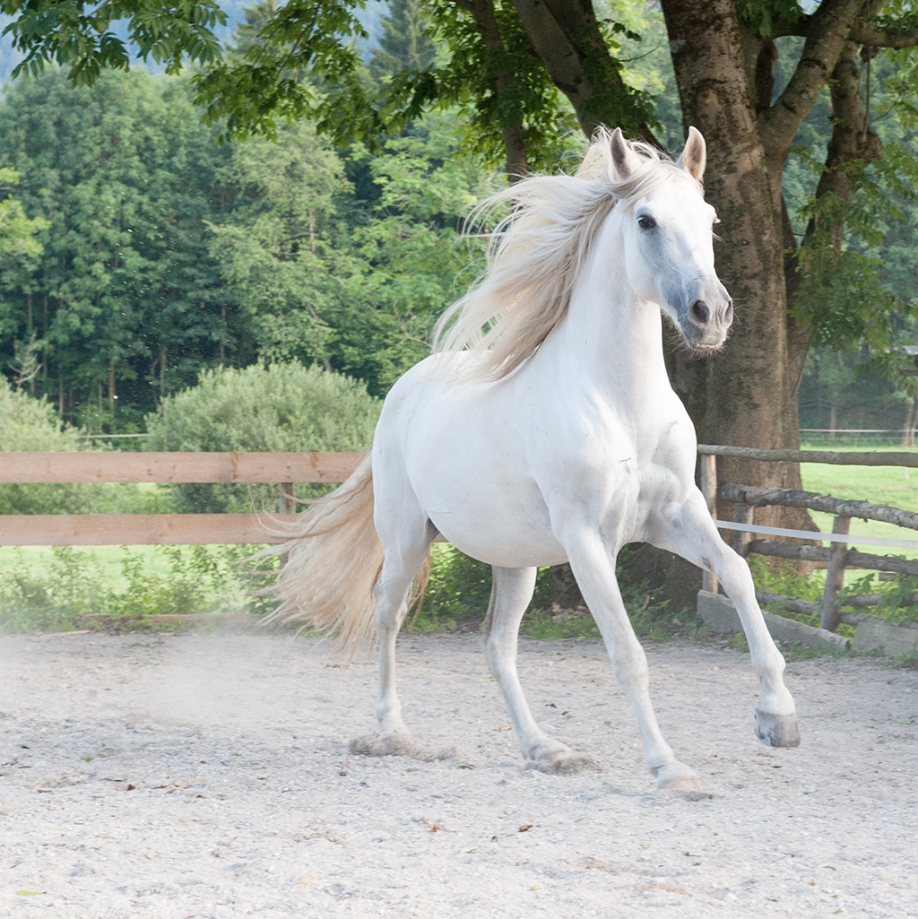 PferdeSport-Seitle: Eine wunderbare Freundschaft