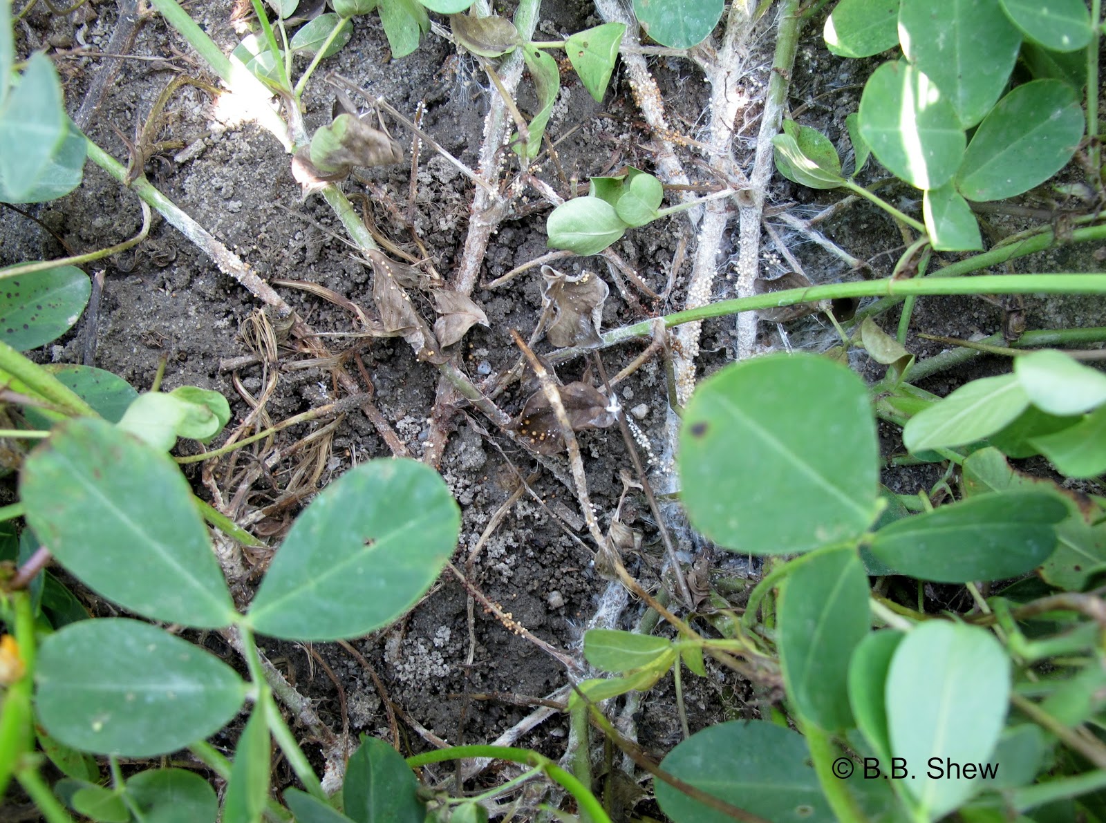 NCSU PDIC: Southern Stem Rot on Peanut