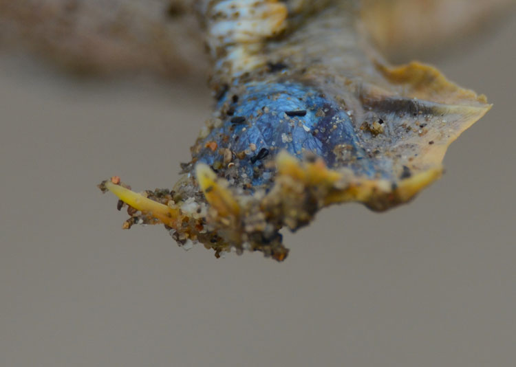 Red and the Peanut: A Midland Smooth Softshell Turtle (Apalone mutica ...