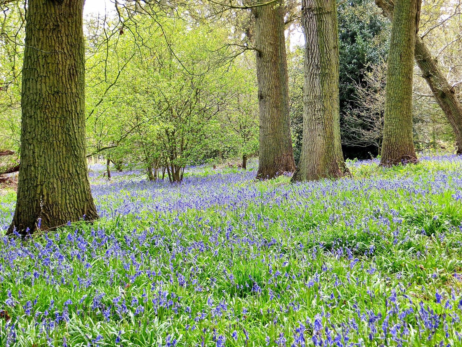 Curiouser and Curiouser: Bluebell Woods around Oxford