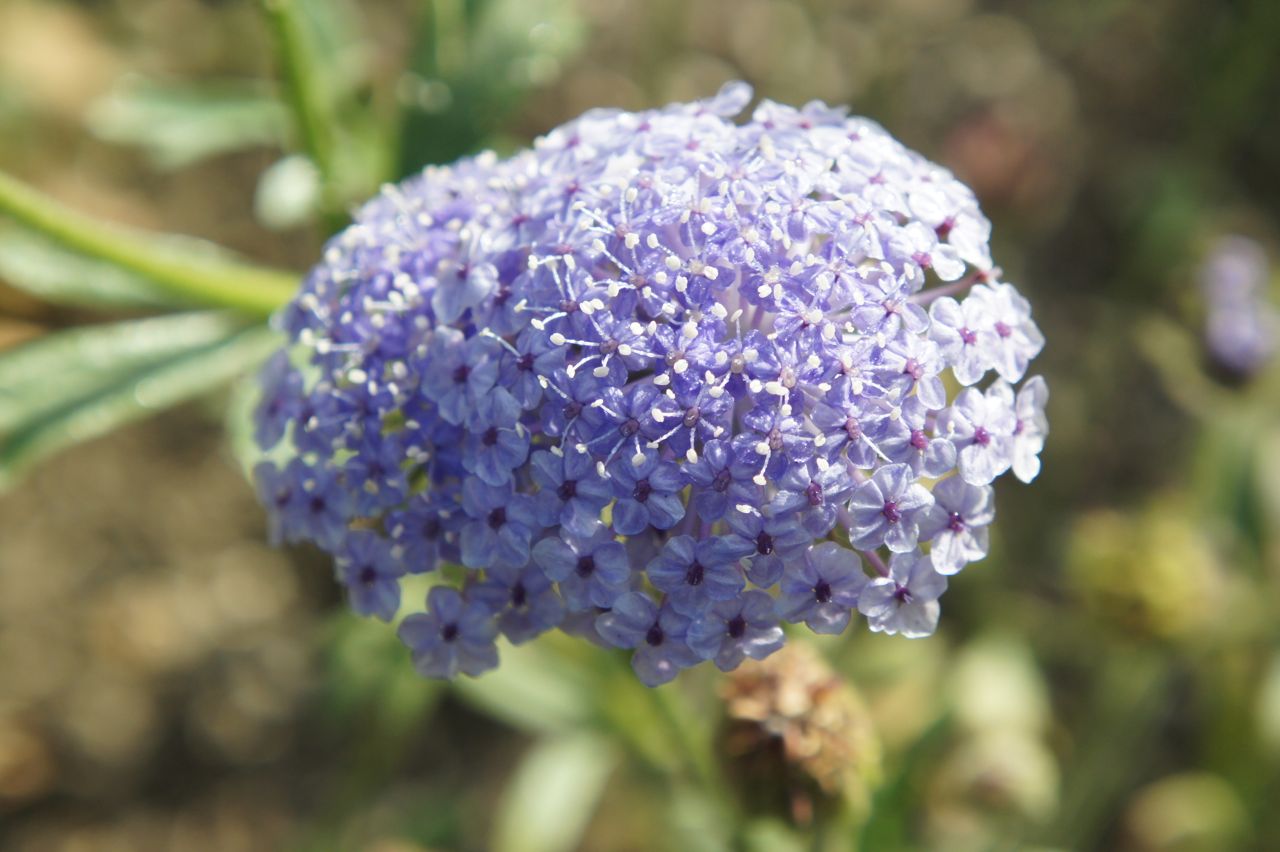 Foragefor... news: Blue Lace Flower