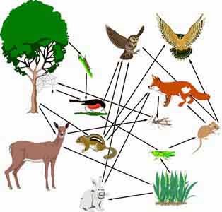 Mrs. Remis' Science Blog - 5th Grade: AQUATIC & LAND FOOD WEBS