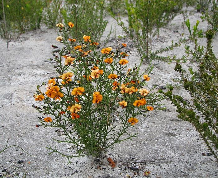 Esperance Wildflowers: Mirbelia ramulosa - Peaflower