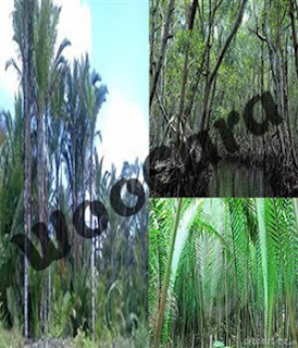 Persebaran Flora dan Fauna di Indonesia