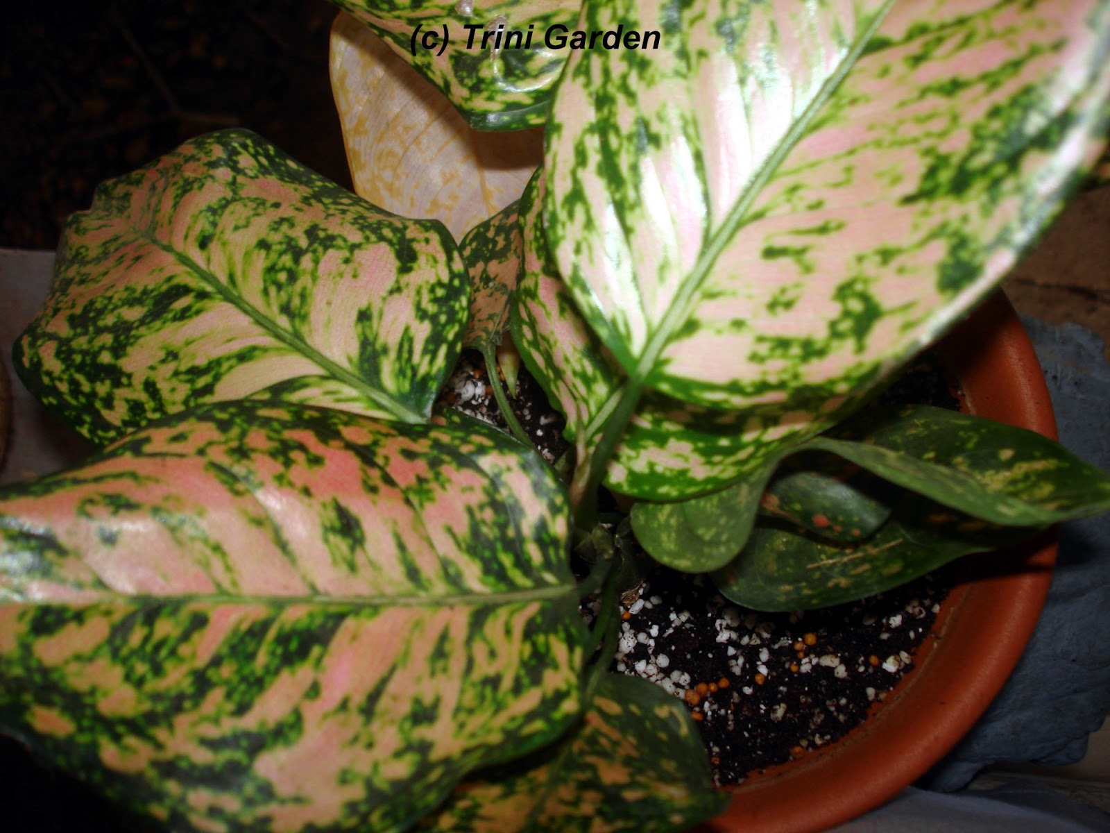 Trini Garden: Thai Aglaonema