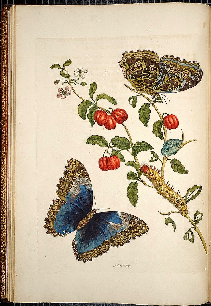 The Painted Prism: WOMEN ARTISTS: Maria Sibylla Merian