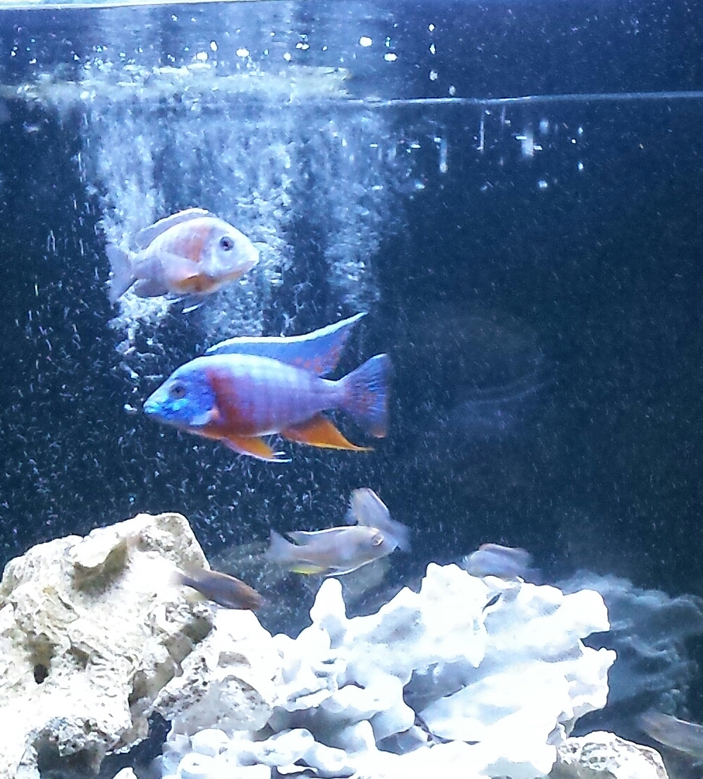 Sparrow Tree Journal: The fish guy