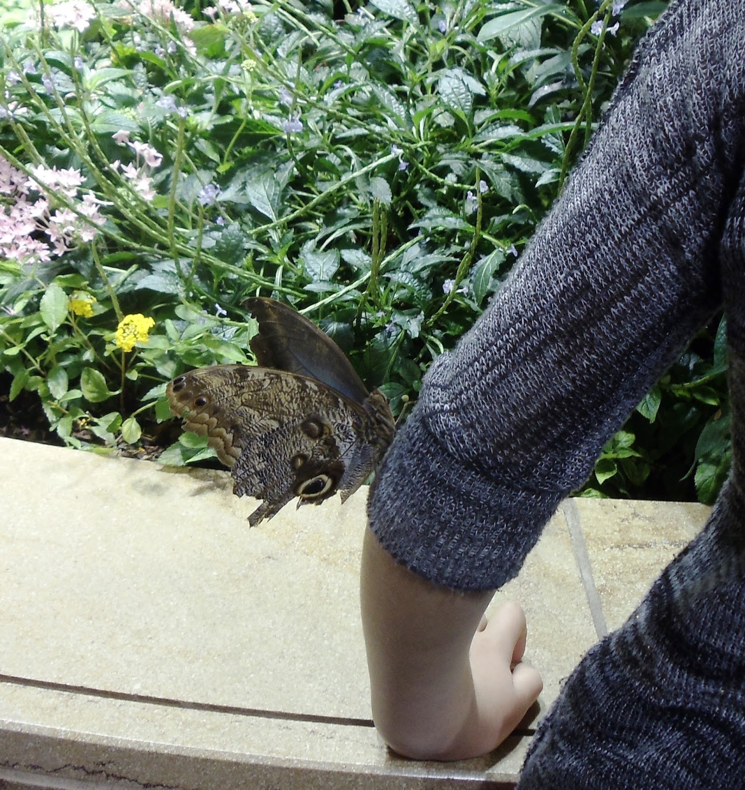 Visiting the Butterfly Pavilion at the National Museum of Natural ...