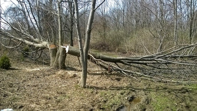 Headwaters Park: Dropping Trees