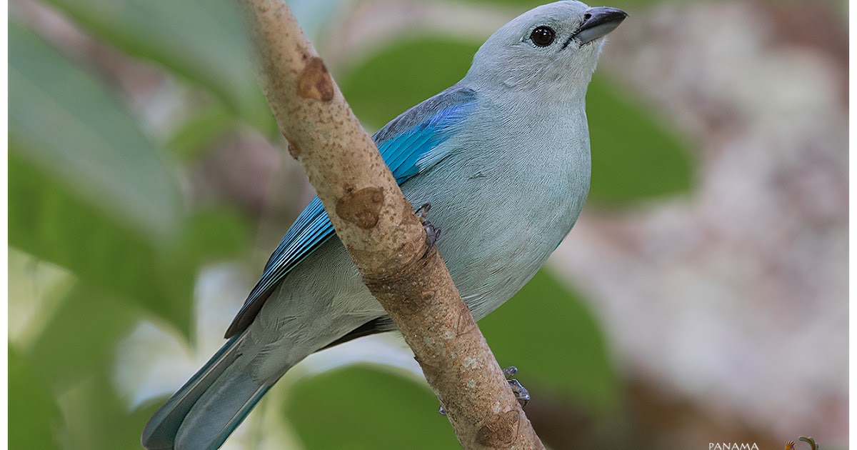 Panama - Birds & Wildlife Photos' Blog