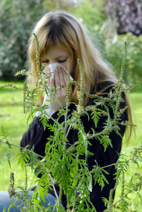 Pentru Suflet: Ambrozia, buruiana invaziva care ne imbolnaveste!