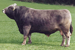 ASOCIACION ECOLOGISTA RIO MOCORETA: RAZA BOVINA PARDO SUIZO