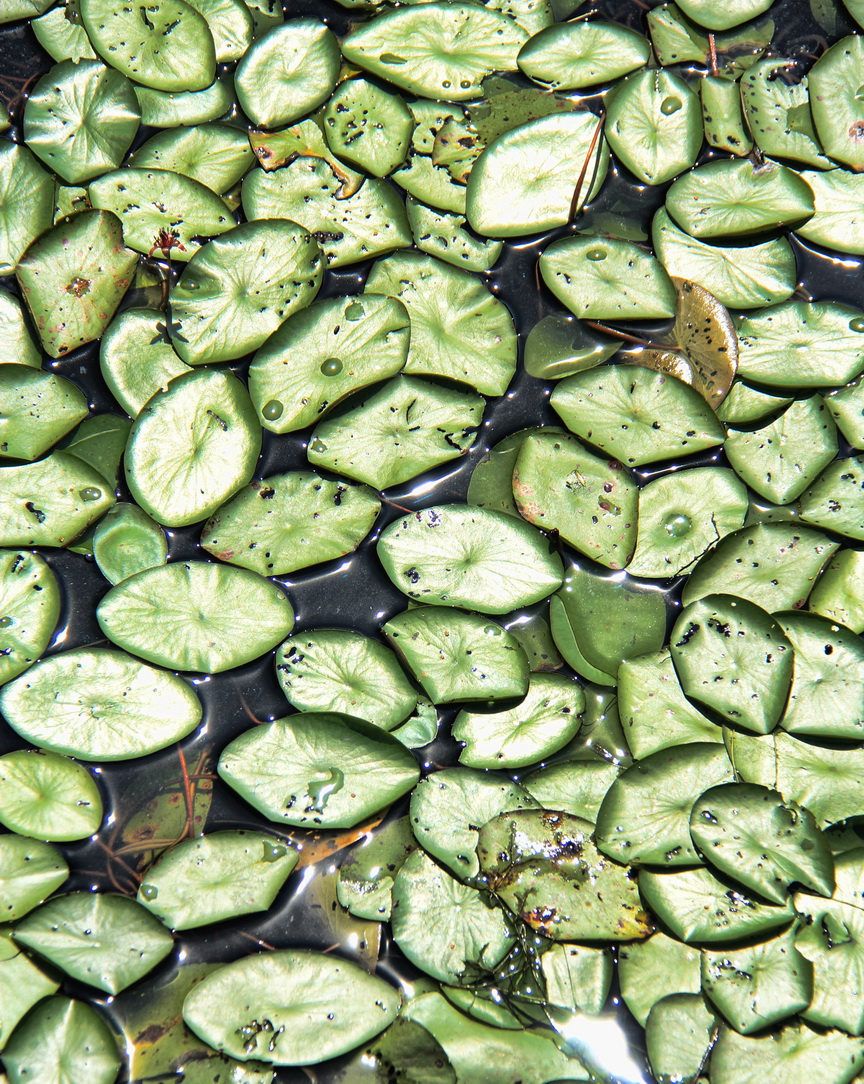 DSLR SPOT: Lily Pads....LOTS AND LOTS of them.