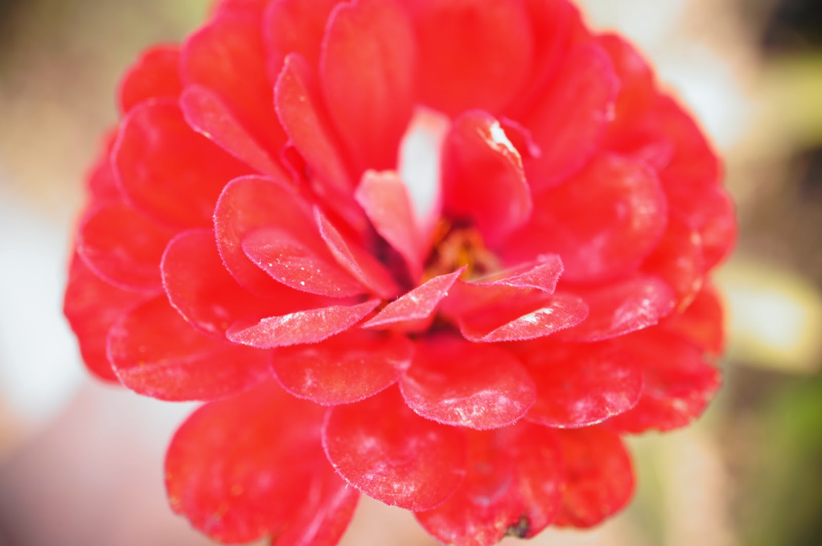 100 flowers royalty free pictures