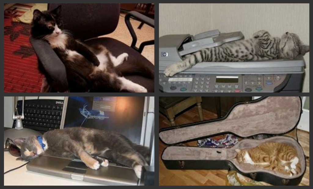 Nadiya...Loving Every Moment: Cuteness...Cat Planking