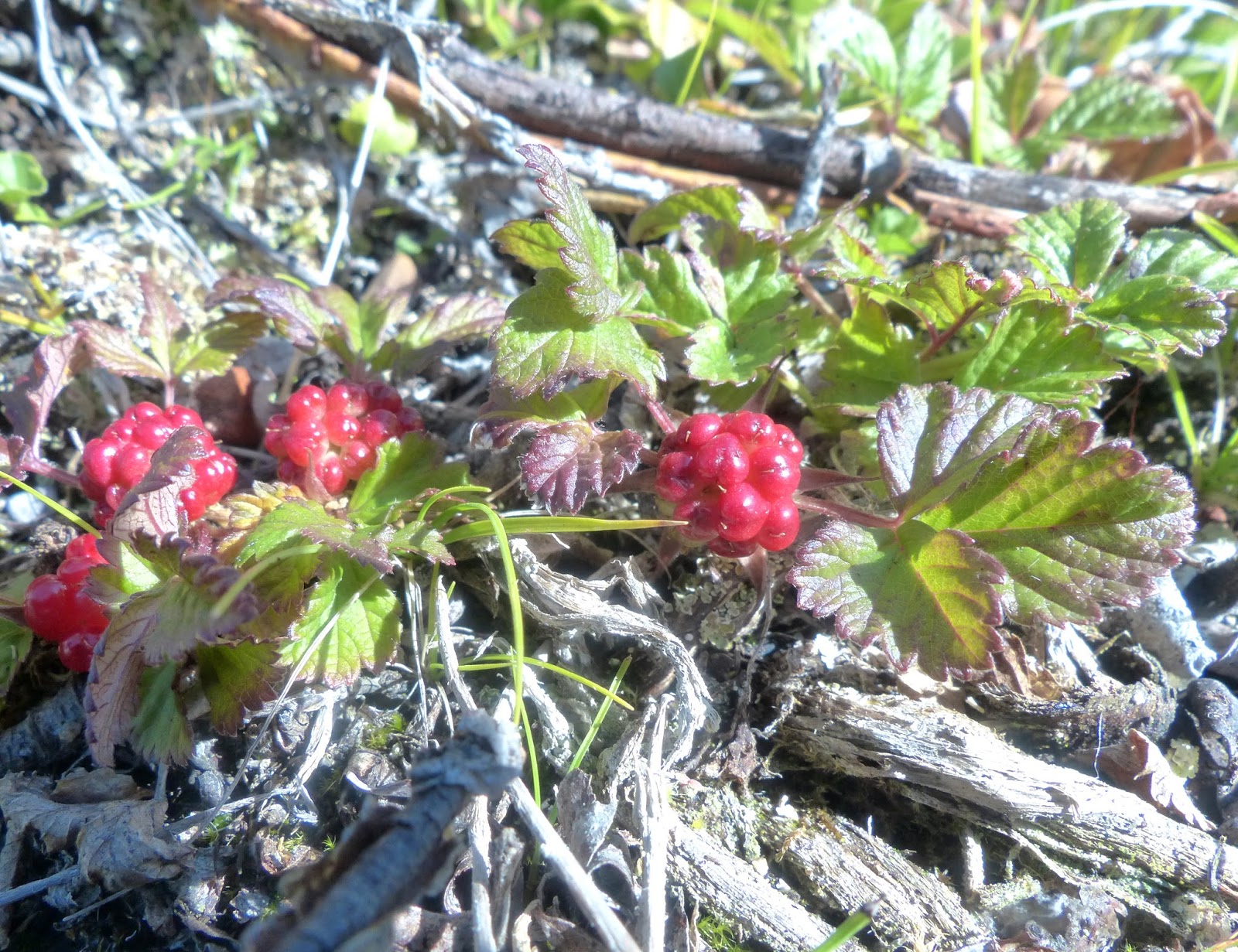 Yukon Wild Berries: Rubus arcticus ssp acaulis