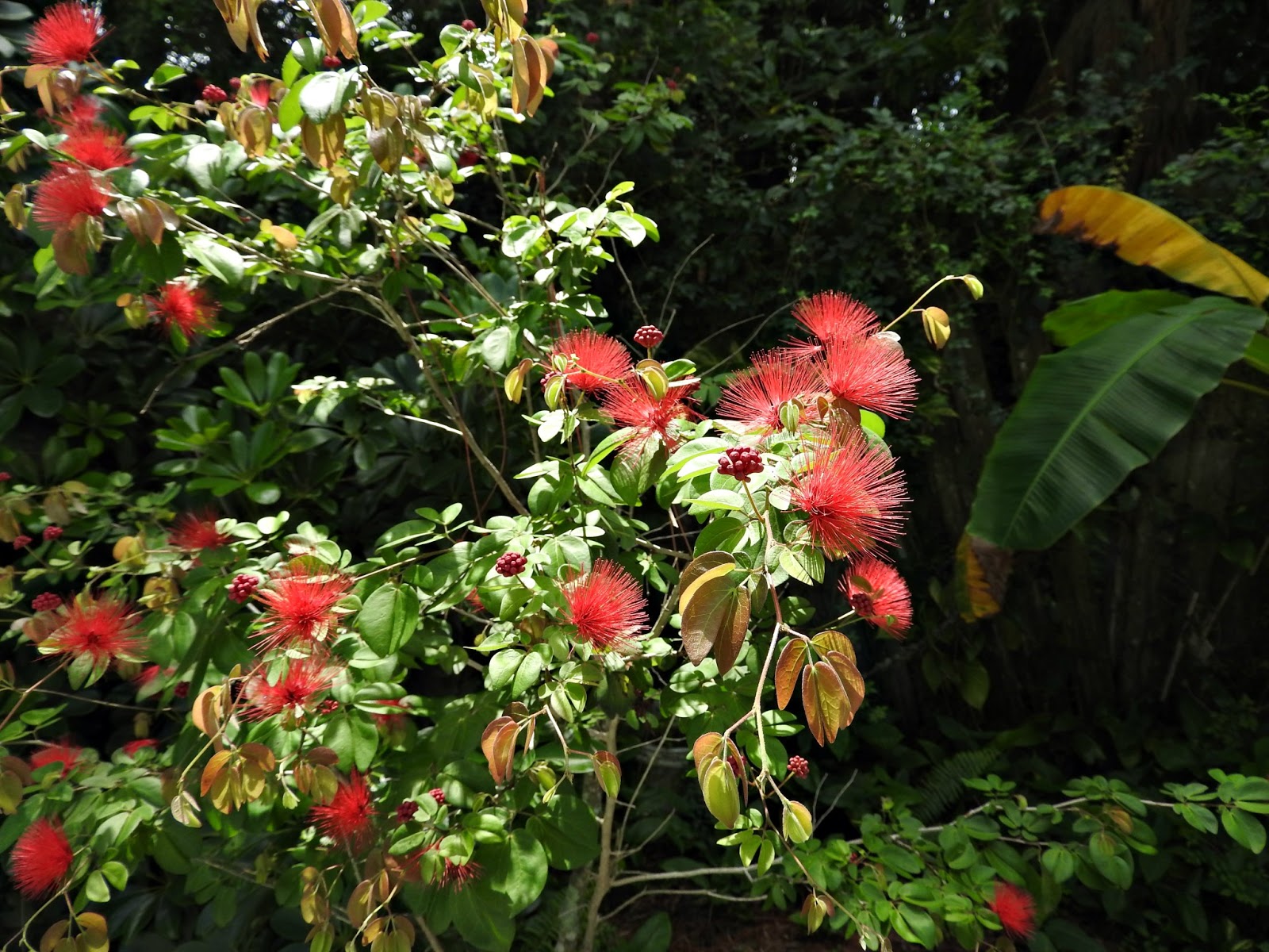 MadSnapper: Dwarf Powder Puff