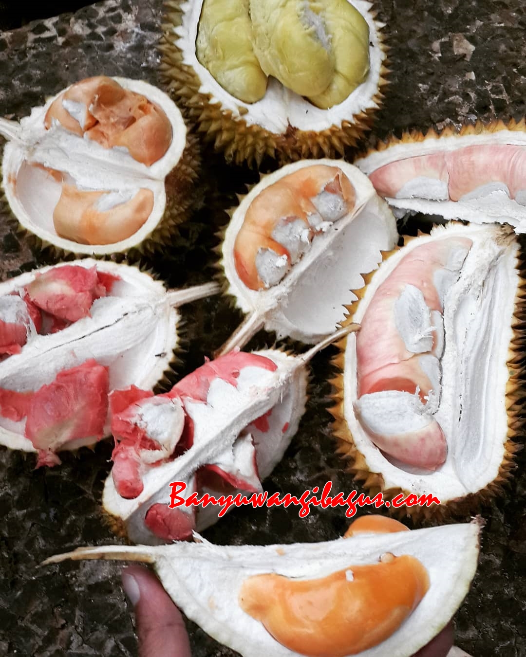 MENIKMATI DURIAN DARI POHONNYA LANGSUNG DI LIKIN DURIAN GARDEN, KAMPUNG ...