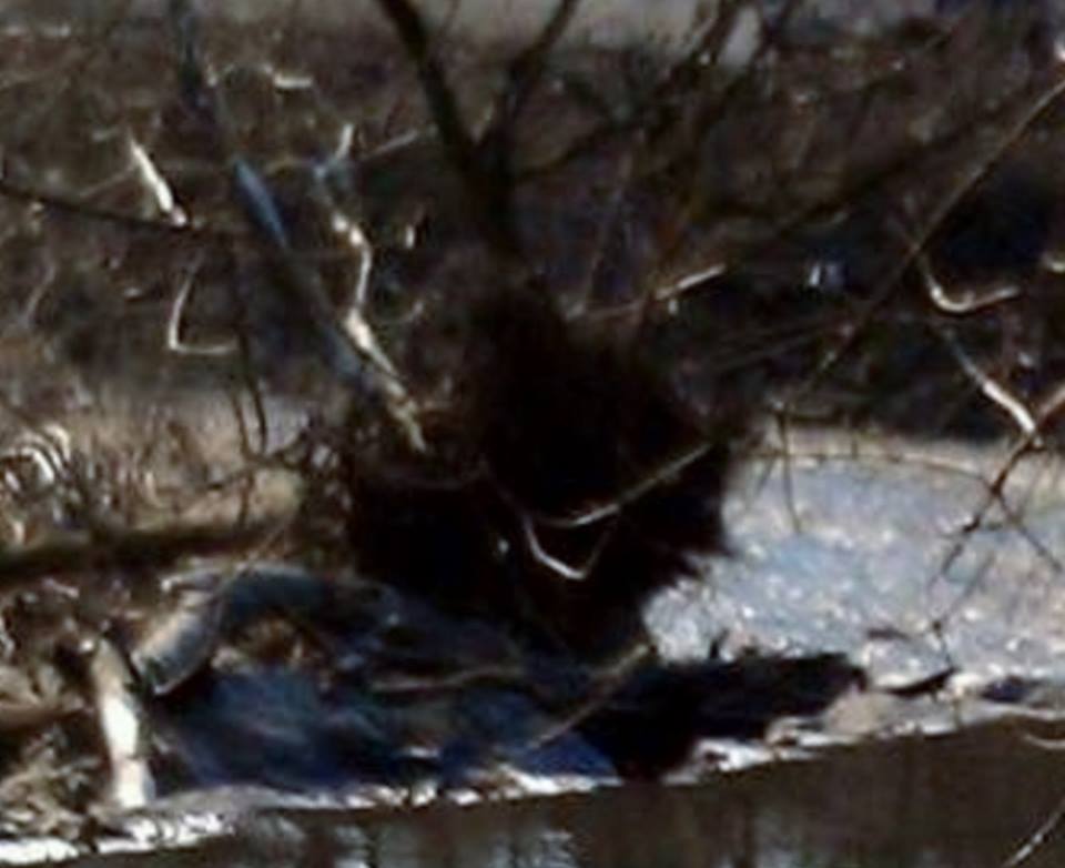 Dogman - The Monsters are Real: Possible Dogman Photograph