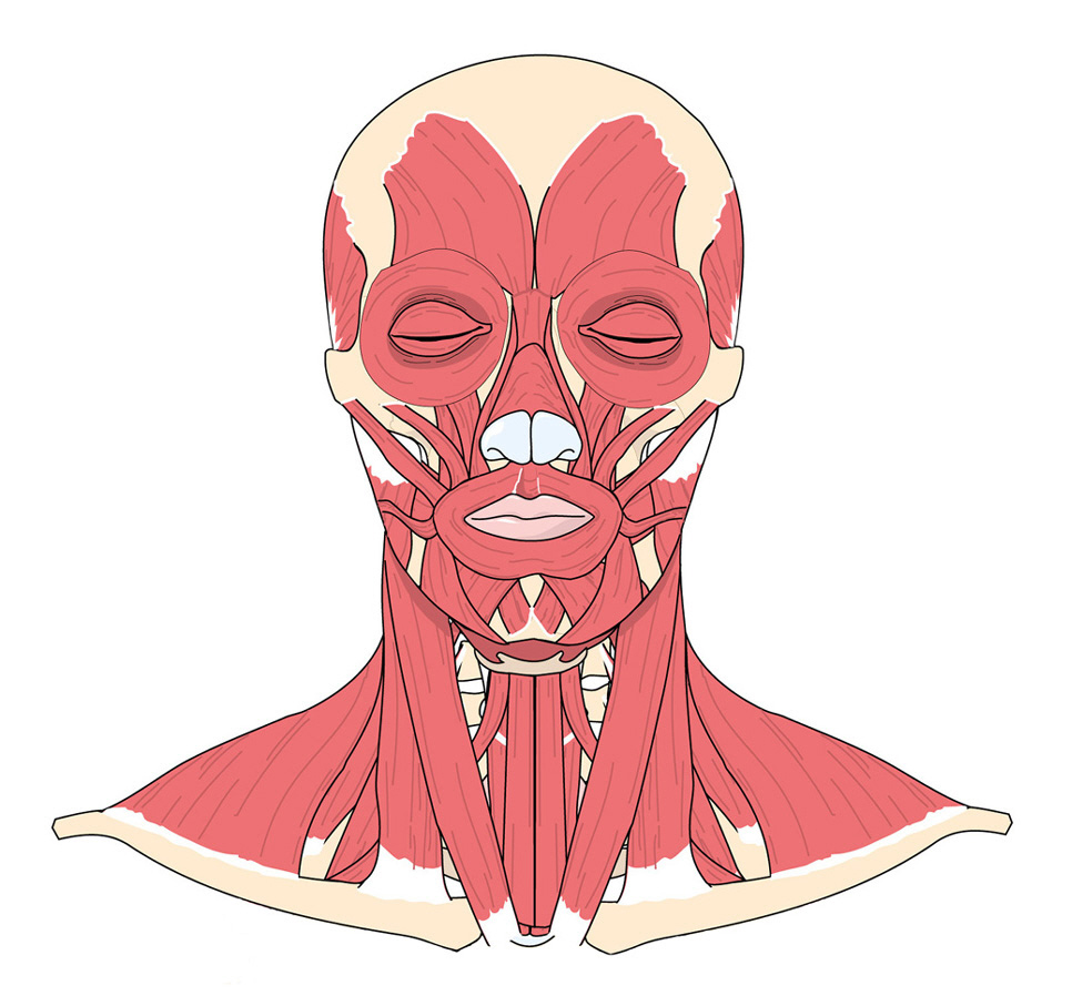 WA DIGITAL DRAWING: Muscles of the face!!!!!!!