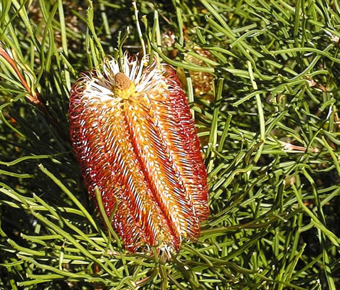 Esperance Wildflowers: Red Swamp Banksia - Banksia occidentalis