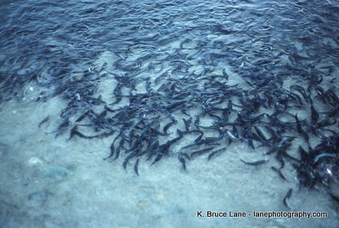 K. Bruce Lane - Photo of the Day: C - Capelin
