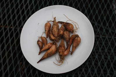 My Virtual Maryland Garden: Allium oschaninii French Gray Shallot