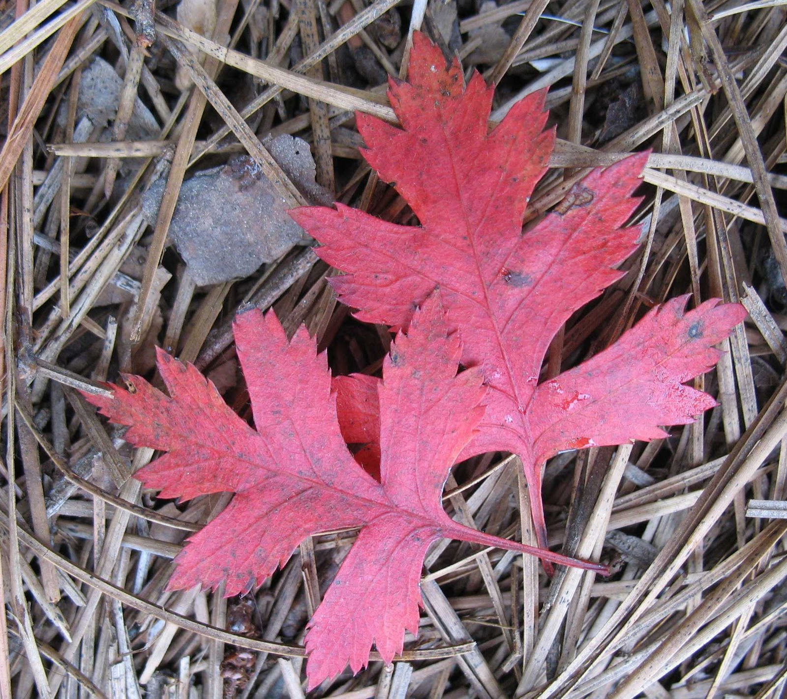 Using Georgia Native Plants: Native Fall Foliage - Orange/Red/Purple