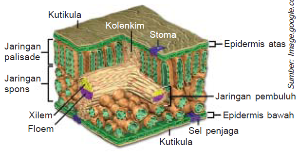 Pengertia Mesofil dan Jaringan pembuluh