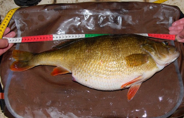 International Fishing News: SWEDEN: incredible catch a perch of 3.1 kilos!