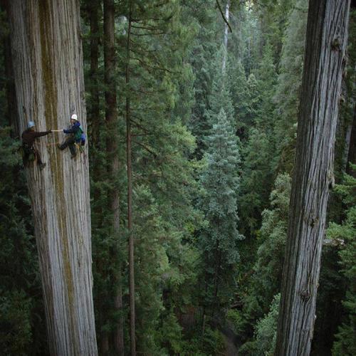 Redwood Climbers, California | Corner Of The World