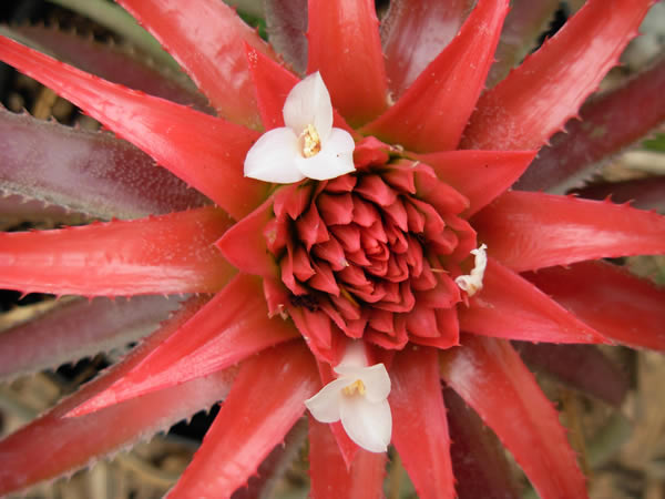 Plant Life: Bromeliaceae