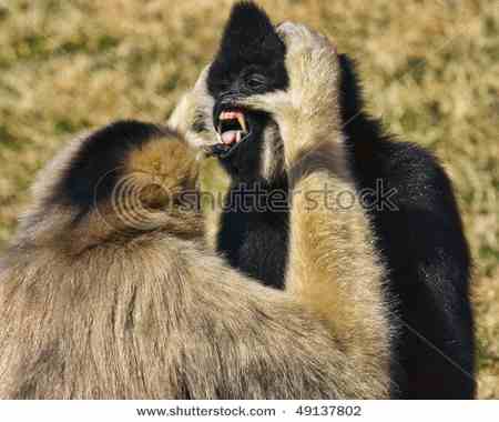 Bones: Dentition Patterns in Primates