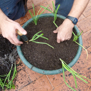 EL MACETOHUERTO: Sesión 2 del 17 de noviembre de 2012 del curso de ...