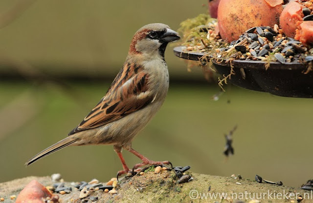 Huismussen op de voederplek