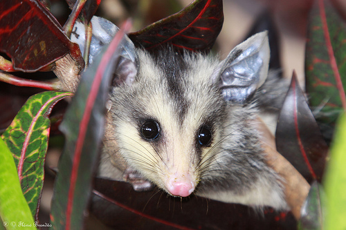 Minha vida de bióloga: Um timbu!!!