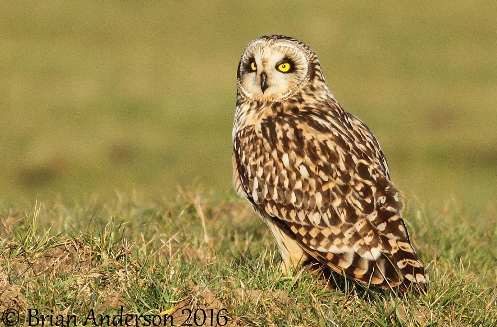 Brian's birding blog: Short-eared Owl at Elmley