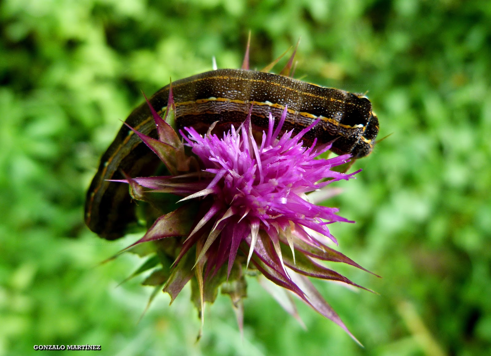 Photography-Fotografía: Insectos - Insects