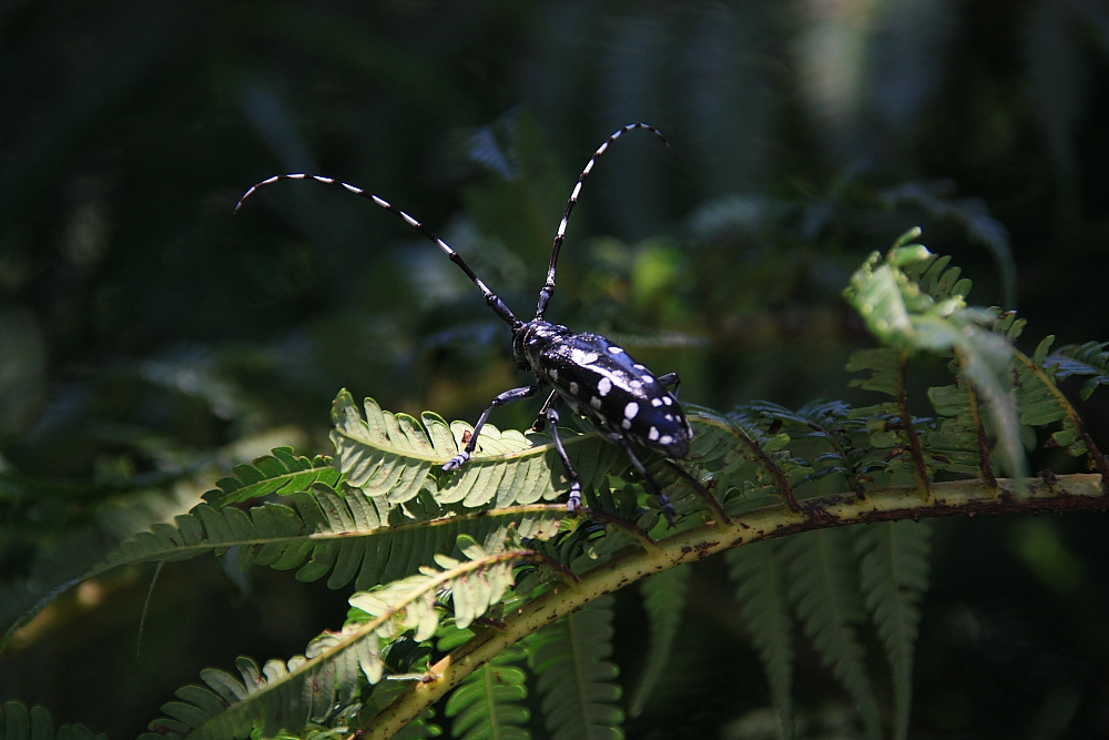 The Sleepy Idealist: Communication is Underrated: Taiwan's East Coast