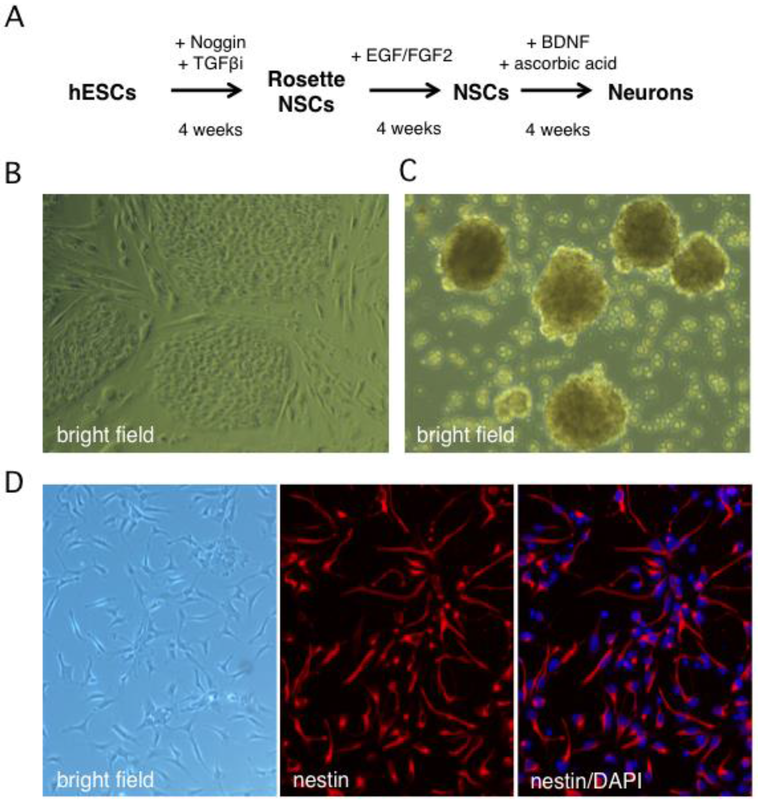 Neuromics: Modeling HIV Latency