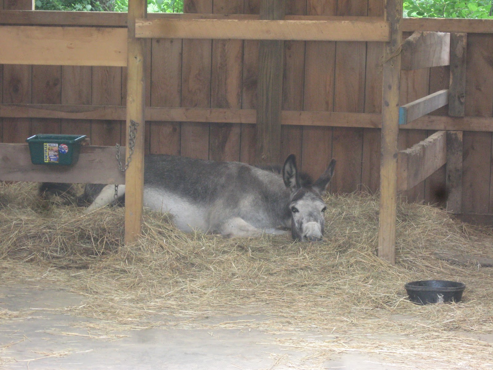 The Dancing Donkey: Let Sleeping Donkeys Lie