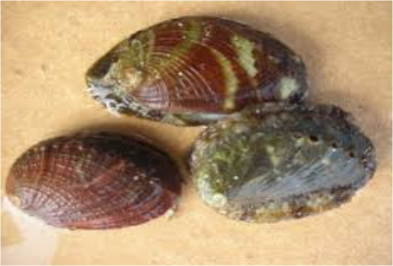 Media Penyuluhan Perikanan: TEKNIK PEMBENIHAN ABALON