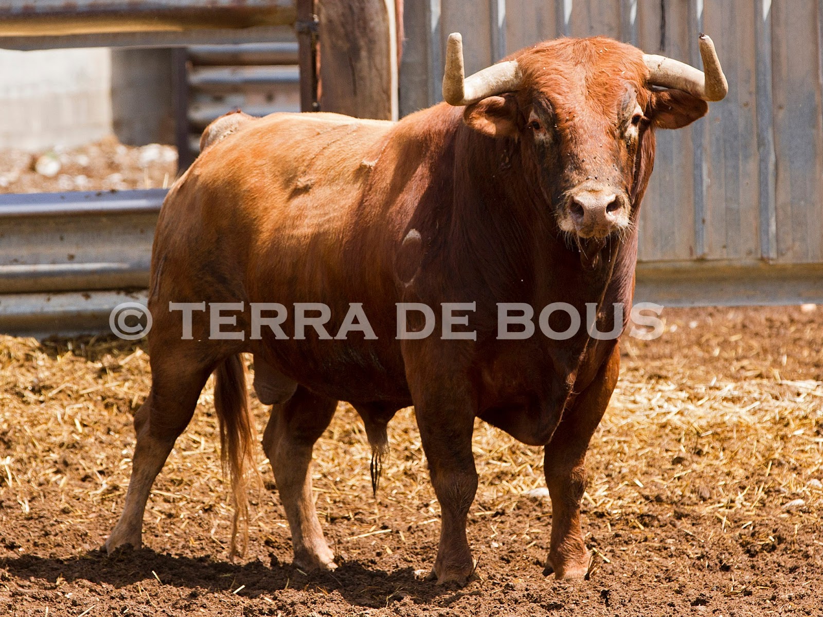 TOROS CERRILES PARA SAN JUAN DE MORÓ (CASTELLÓN)