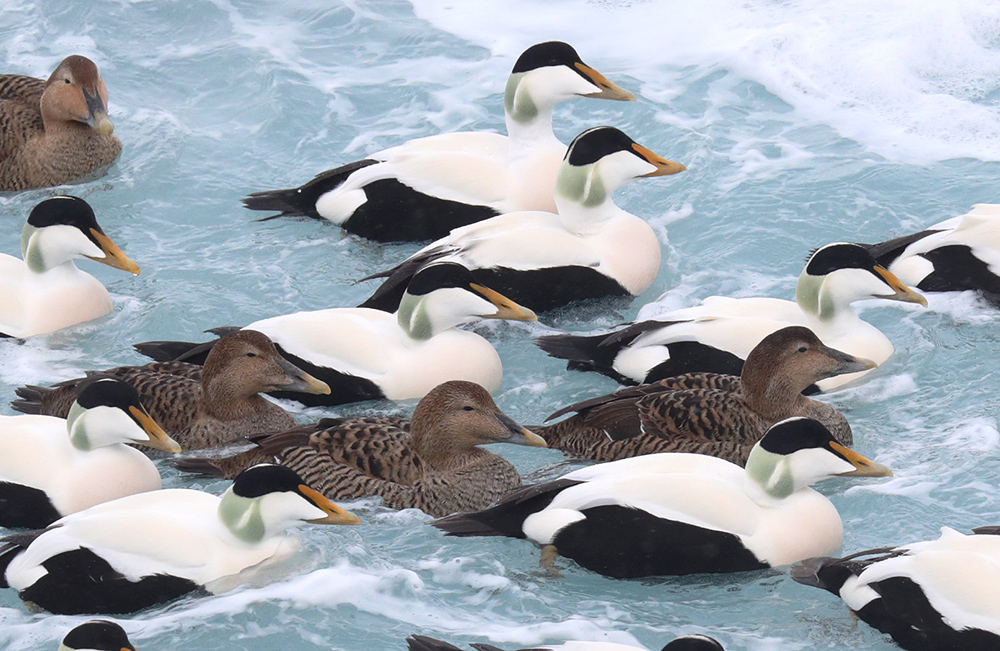 The Bruce Mactavish Newfoundland Birding Blog: Borealis Common Eider in Bold Display