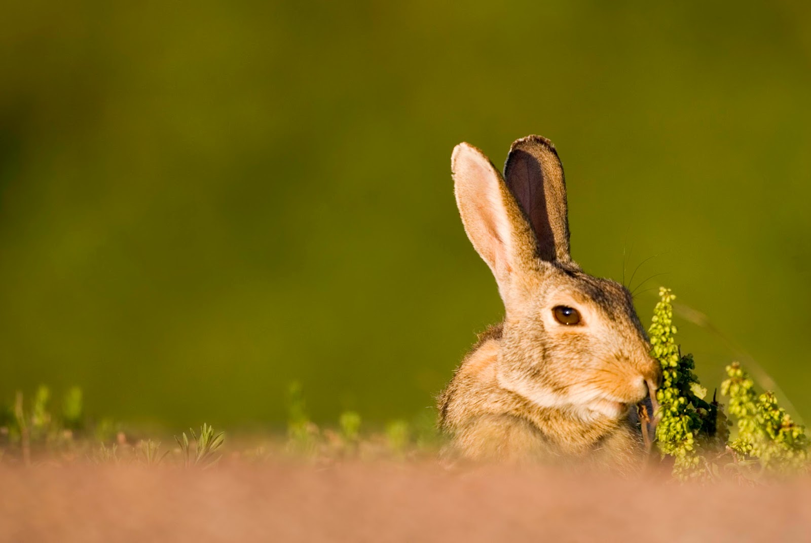 Kentucky Native Plant and Wildlife: New Study Shows Rabbit Fencing ...