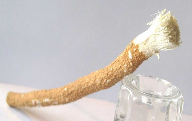 Cara Cara Bersugi/ Bersiswak Mengikut Sunnah - Tazkirah Daily